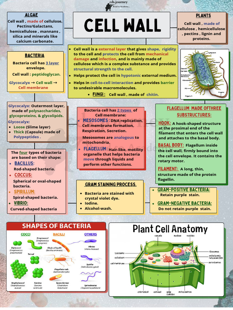 Cell Wall | PDF | Cell Wall | Cell (Biology)