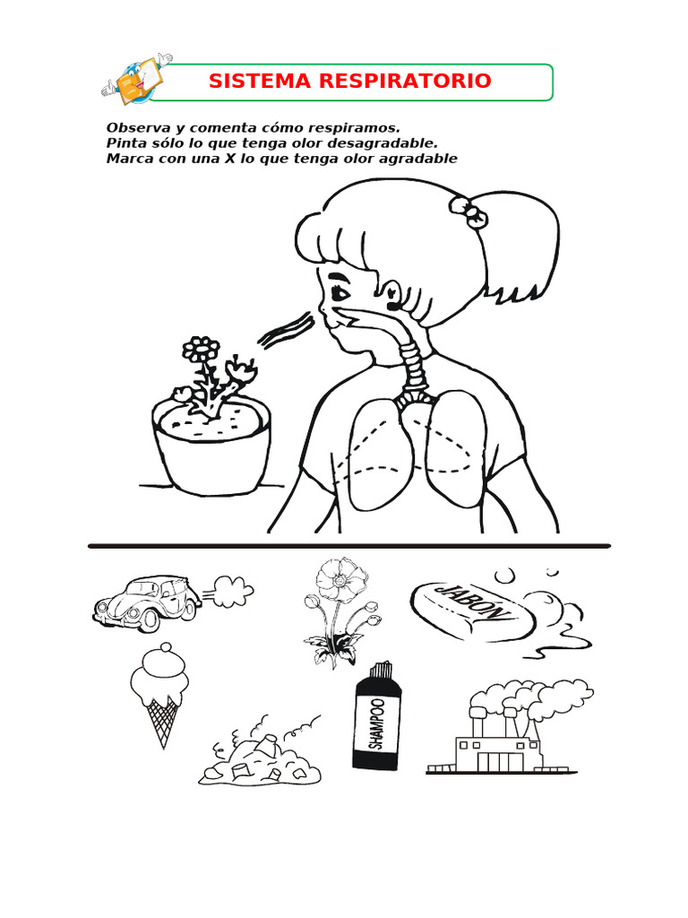 Fichas Del Sistema Respiratorio Para Niños De 4 Años Pdf