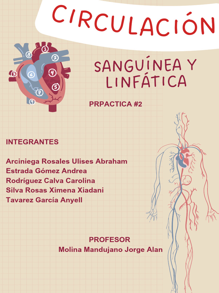 Parts of the Human Circulatory System Science Poster in Light Brown Rose Pink Flat Graphic Style ...