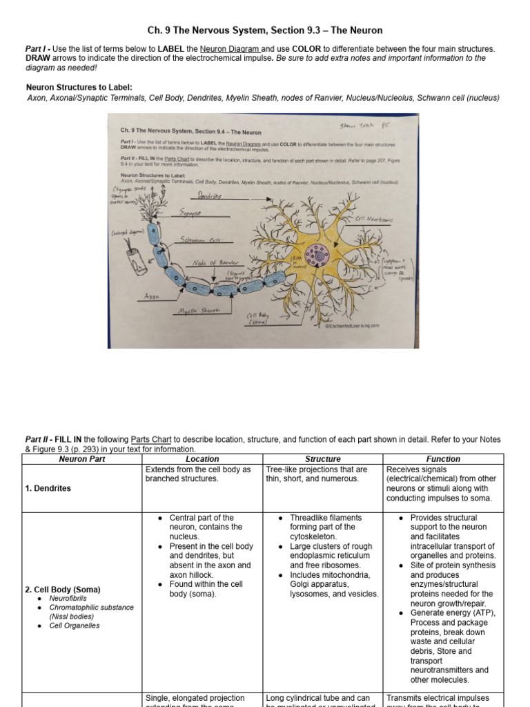 Ch. 9, 9.3 Neuron Diagram & Parts Chart | PDF | Axon | Myelin