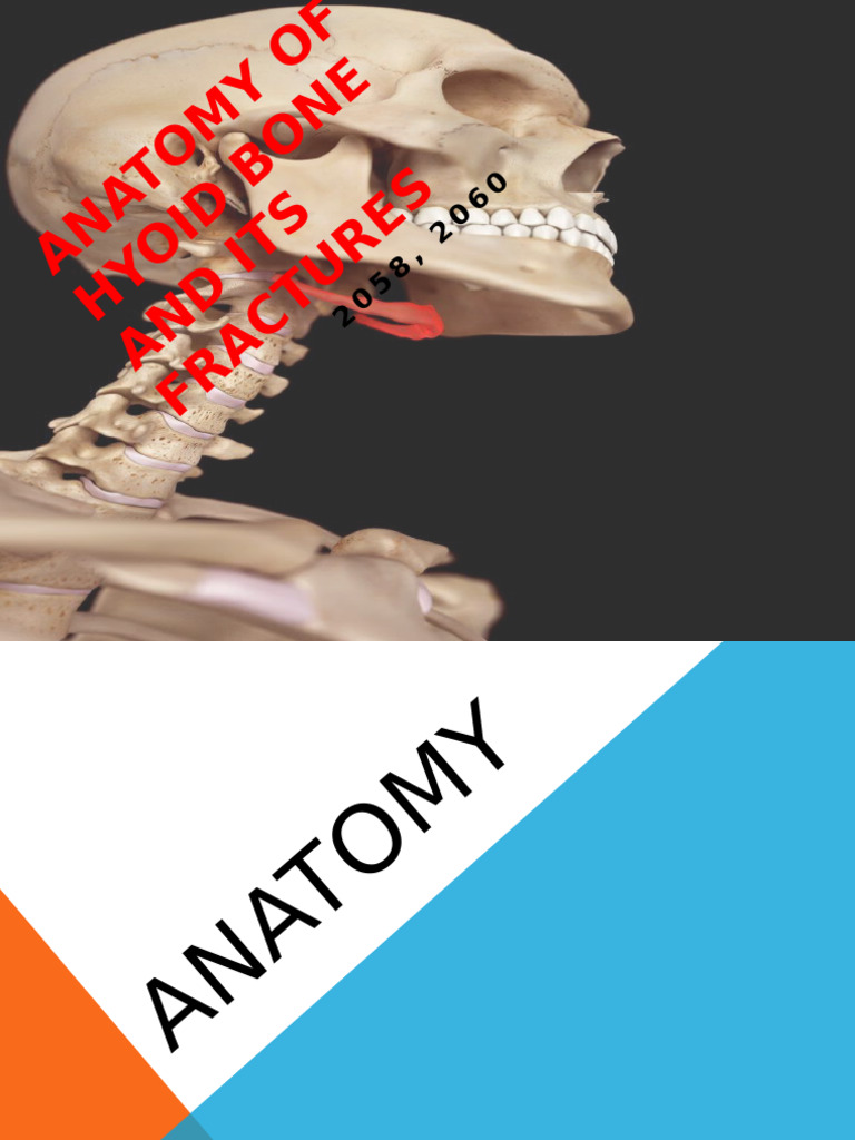 Anatomyof Hyoid Bone and It's Fractures | PDF | Human Head And Neck ...