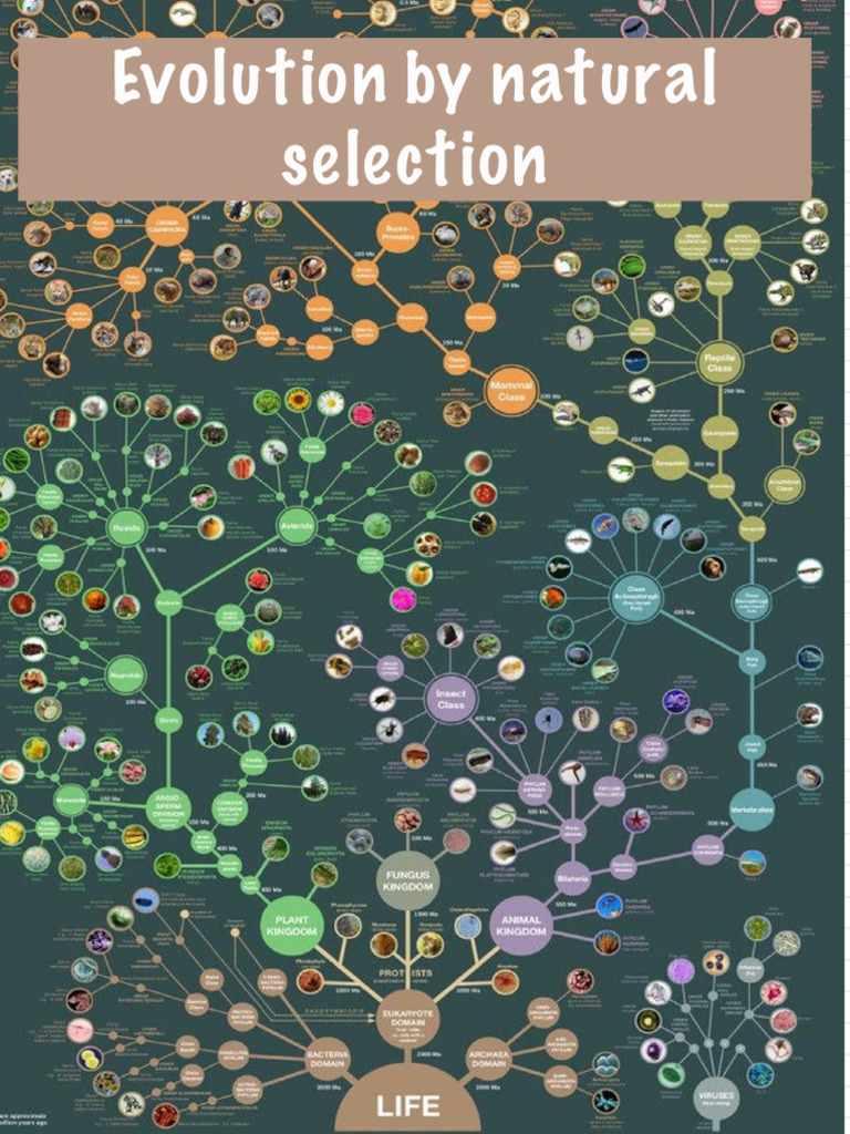 Evolution by Natural Selection | PDF | Meiosis | Life Sciences
