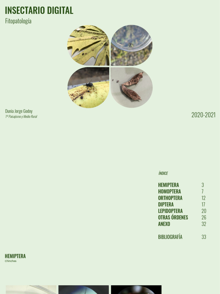 Insectario 1 Dunia Jorge | PDF | Lepidópteros | Polilla