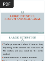Sigmoid Colon Length and Anatomy | PDF | Large Intestine | Rectum