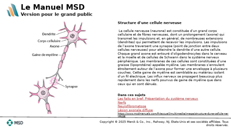 Structure d’Une Cellule Nerveuse (4) | PDF