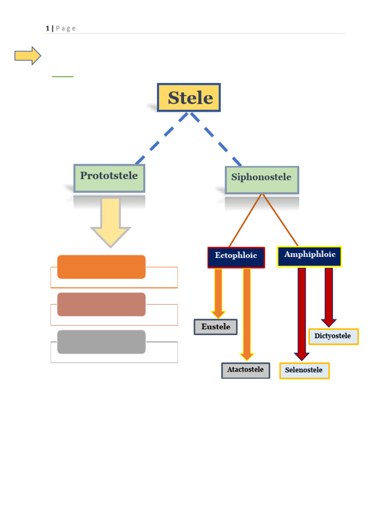 Stele and Its Types - BS Bot 5s Dr. Farhat Raas Masood | PDF | Plant ...