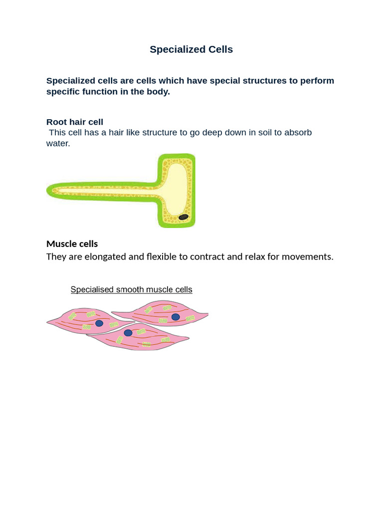 Specialized Cells | PDF