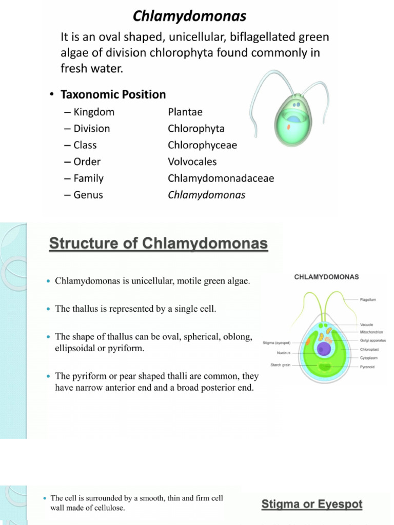 Neuro-Motor Apparatus in Sexual Reproduction | PDF