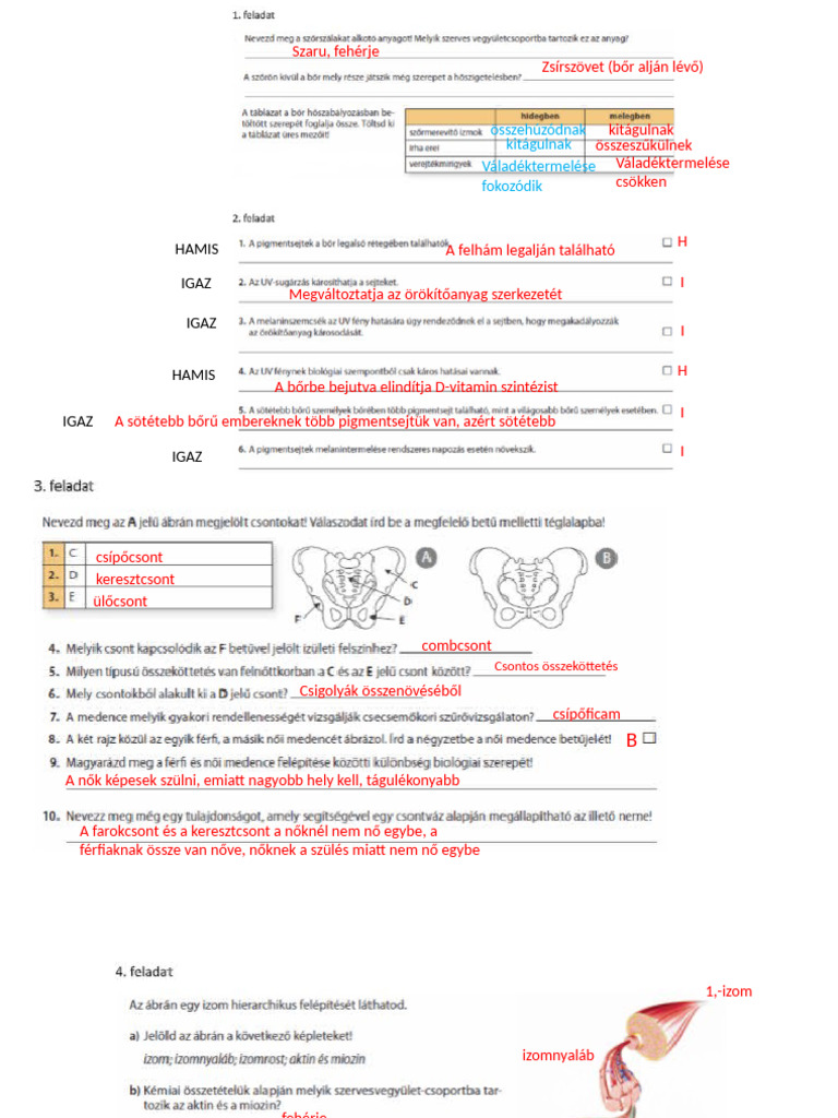 17-Csontváz-Izom-Bőr - Gyakorlás Feladatsor | PDF