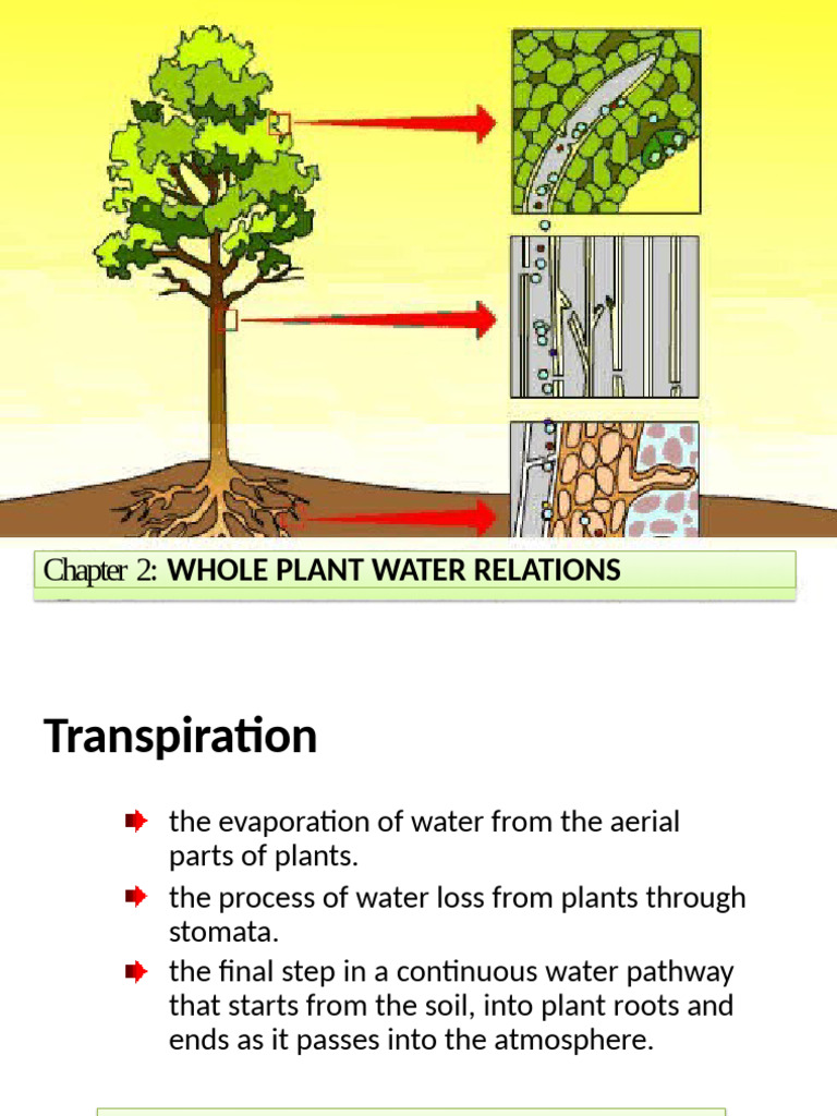 C2 Whole Plant Water Relations | PDF | Stoma | Leaf
