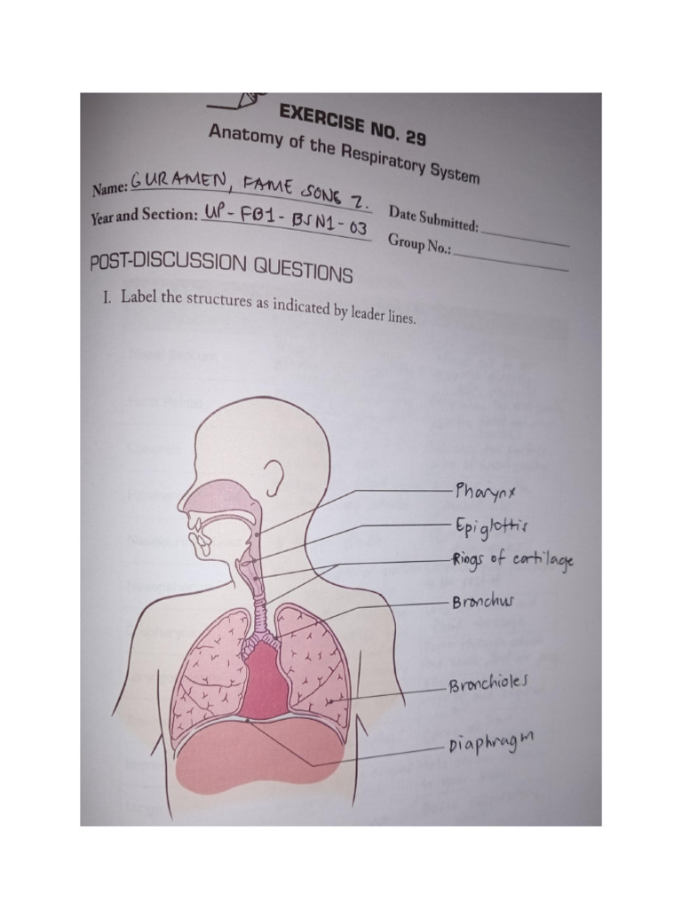 Respiratory System Lab Manual | PDF