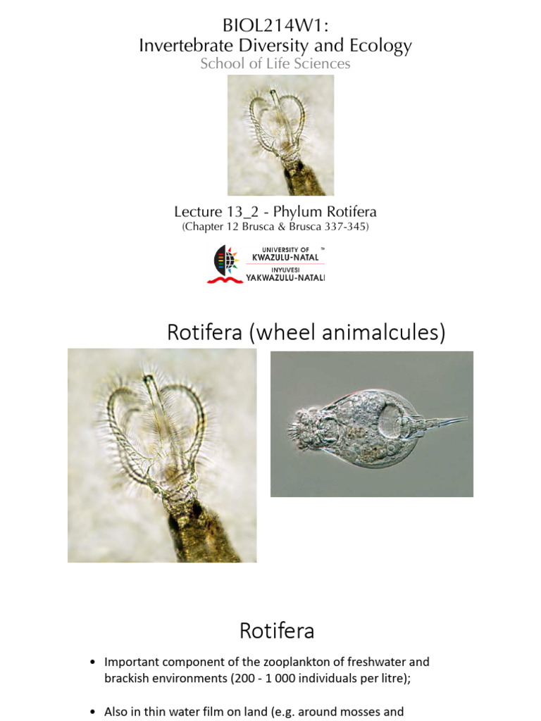 Lecture 13 - 2 - Phylum Rotifera | PDF | Zoology | Biology