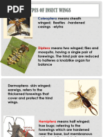 Dragonfly External Anatomy Guide | PDF