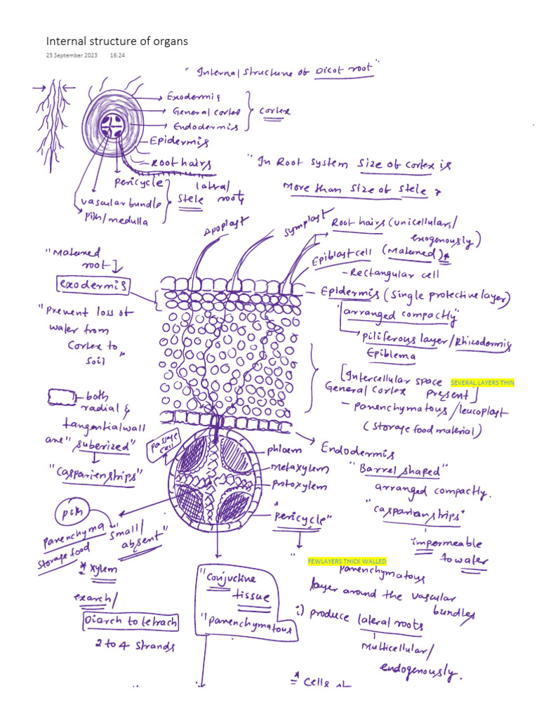 Internal Structure of Organs.pdf NOTES PLANT ANATOMY | PDF