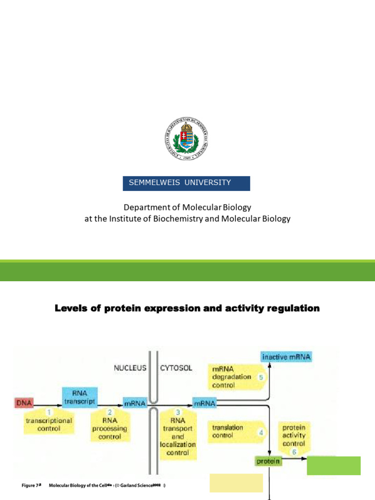 Protein Targeting Mechanisms in Cells | PDF | Endoplasmic Reticulum ...