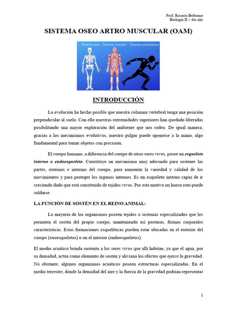 Sistema Oseo Artro Muscular | PDF | Hueso | Esqueleto