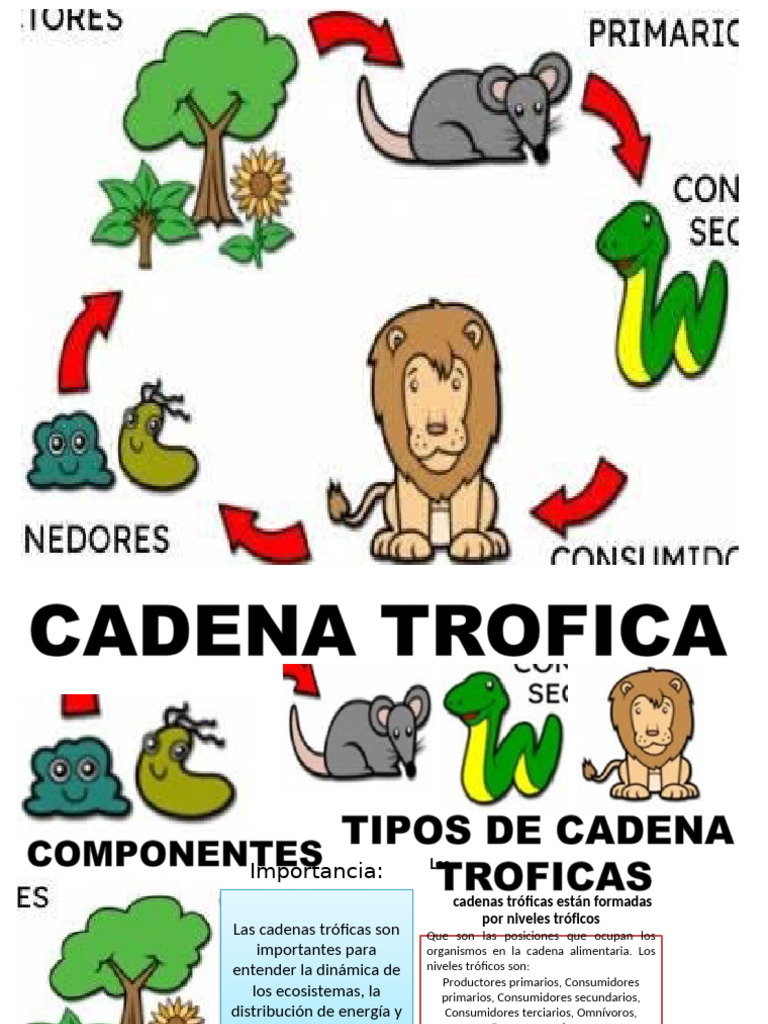 Dibujo de Cadenas Tróficas para Niños | PDF | Red alimentaria | Biología