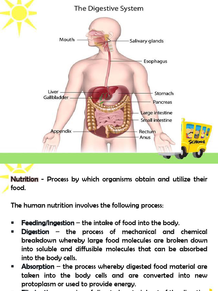 7 The Digestive System Ccccy | PDF | Digestion | Stomach