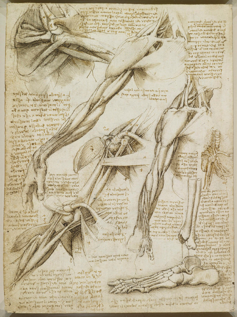U3-L2-Reference-The muscles of the shoulder and arm Black chalk- pen ...