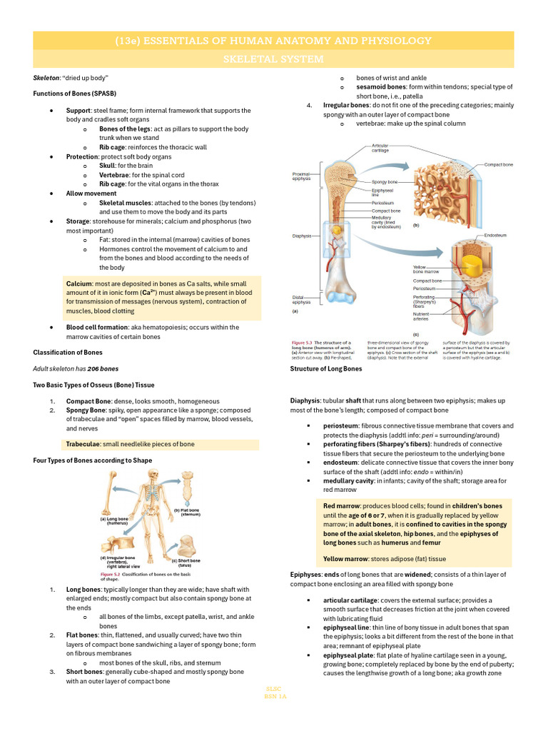 Chapter 5-Skeletal Systems | PDF | Vertebra | Pelvis