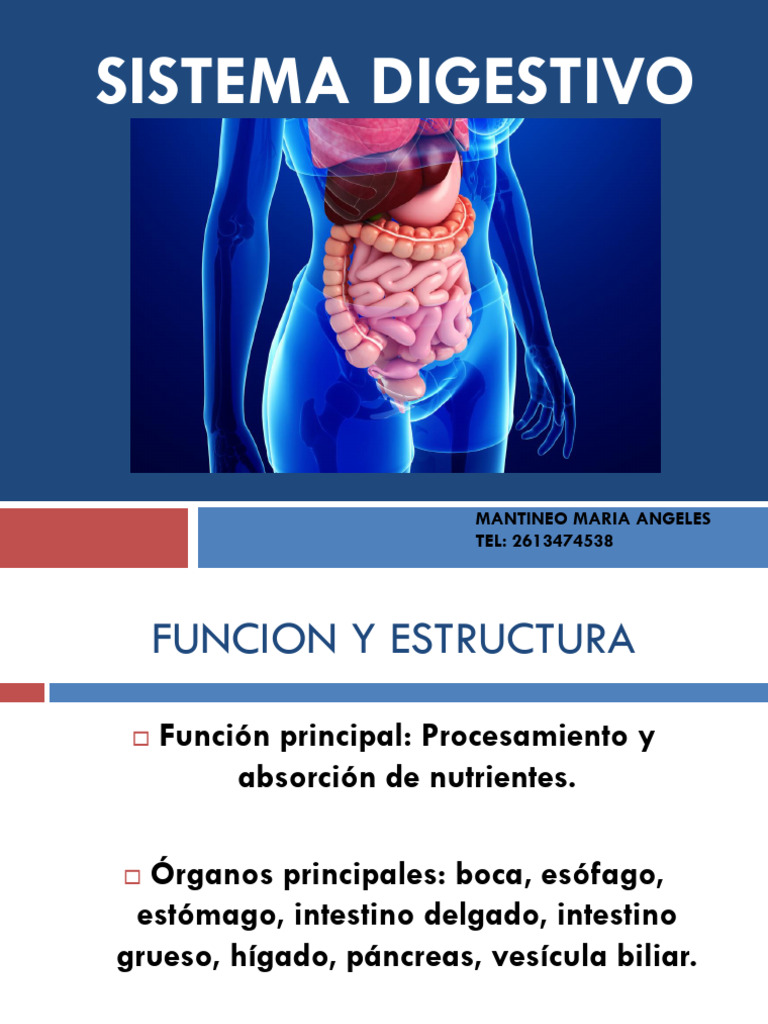 Sistemas Digestivo y Excretor | PDF | Sistema digestivo humano | Digestión
