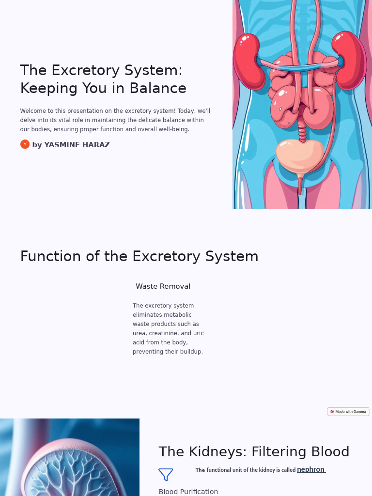 Excretory | PDF