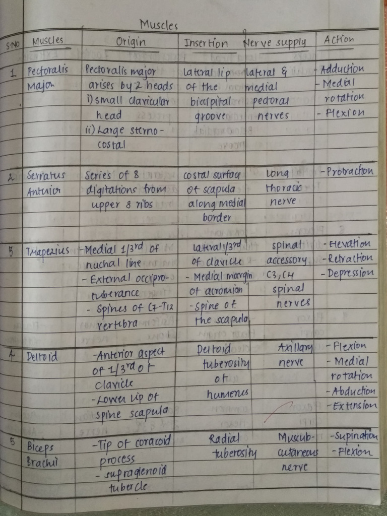 Anat Upper Extremity Writing Part | PDF | Elbow | Joints