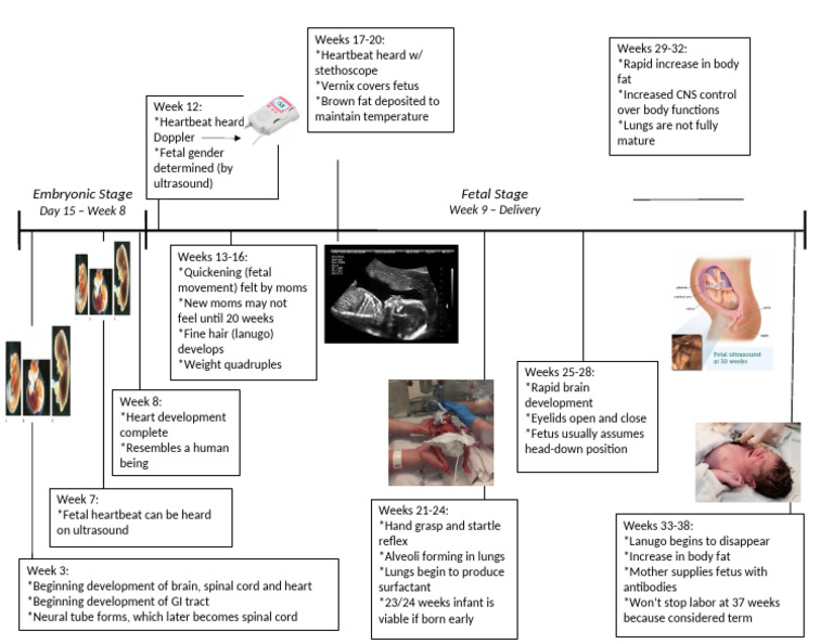 Fetal Development Chart | PDF | Fetus | Lung