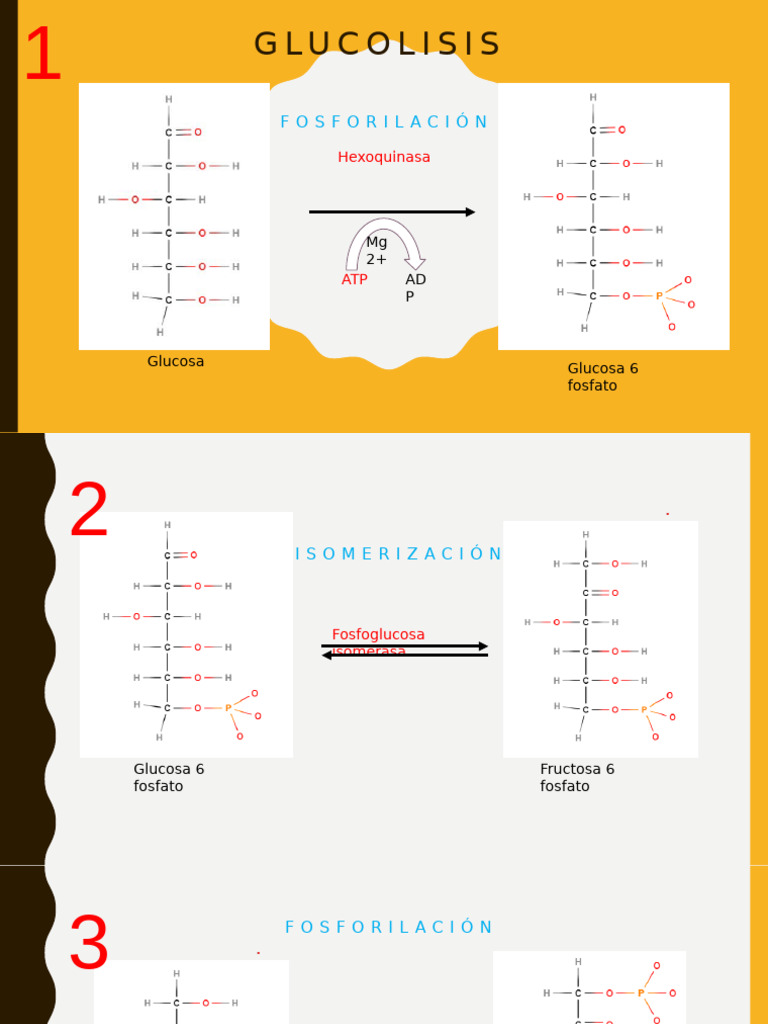 Glucolisis | PDF | Procesos celulares | Biofísica Molecular