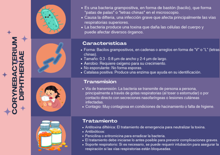 Corynebacterium Diphteriae | PDF