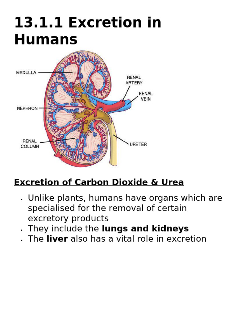 13 Excretion and Homeostasis | PDF | Kidney | Physiology