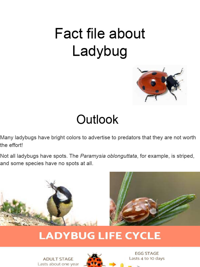 ladybug fact file | PDF
