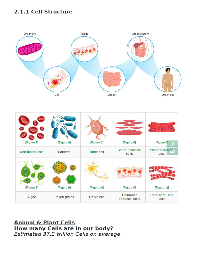 2 Organisation of The Organism | PDF | Cell (Biology) | Bacteria