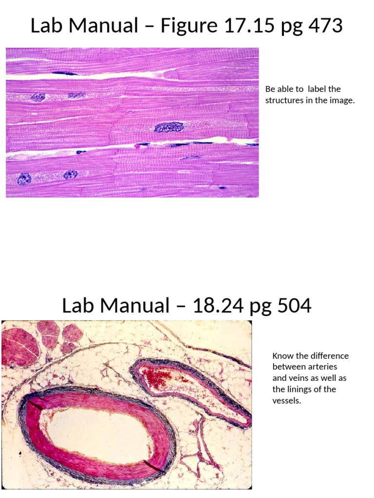 Arteries and Veins Lab Practical Guide | PDF | Vein | Heart