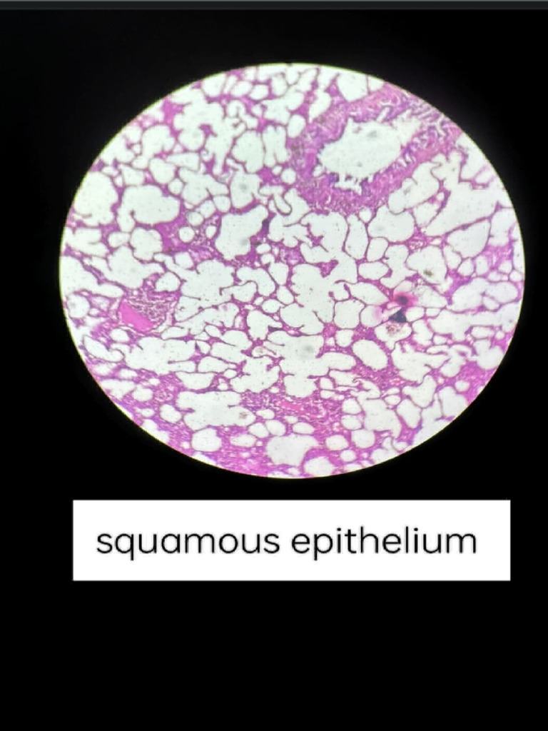 Histo Slides Final PDF | PDF