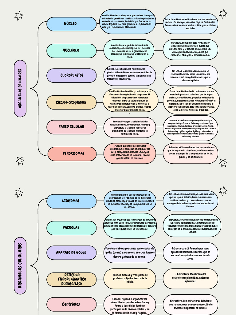 Colorful Creative Color Blocks Concept Map Graph | PDF | Citoplasma | Ribosoma