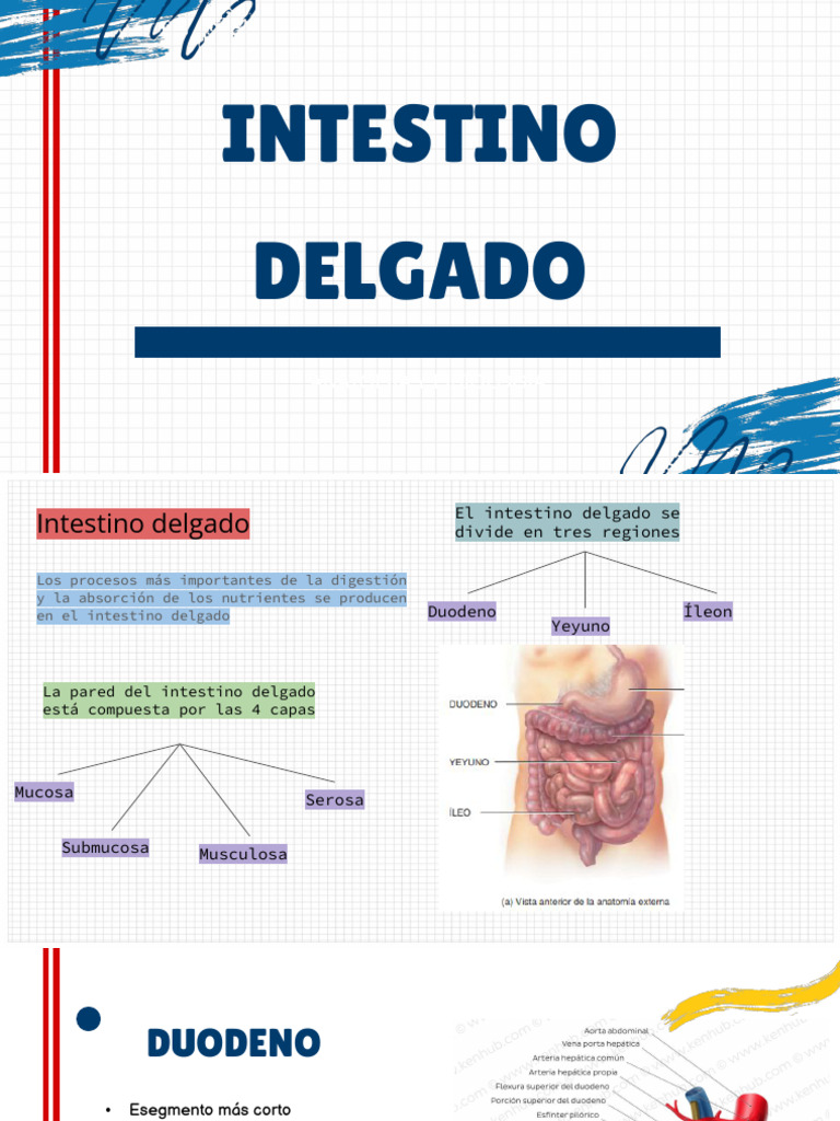 Anatomía y Función del Intestino Delgado | PDF | Tracto ...