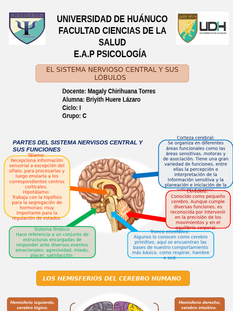 El Cerebro Y Sus Partes Pdf Cerebro Hemisferio Cerebral