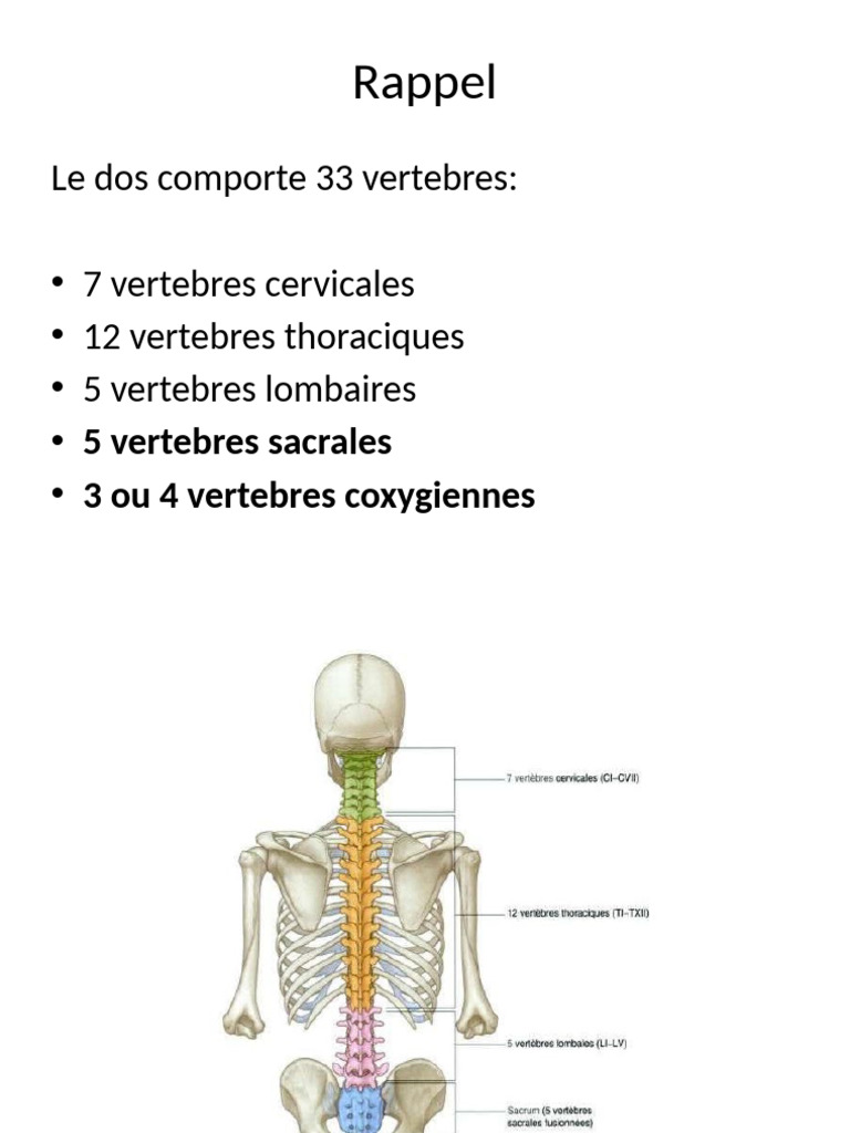 Cours Du Squelette Du Dos | PDF | Vertèbre | Colonne vertébrale