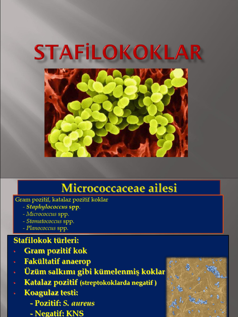 1 Stafilokoklar | PDF
