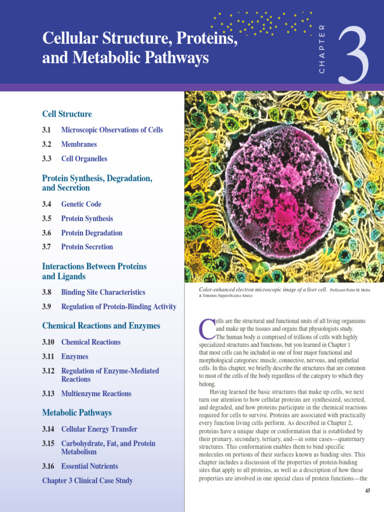 Cellular Structure and Protein Functions | PDF | Cell Membrane | Cell (Biology)