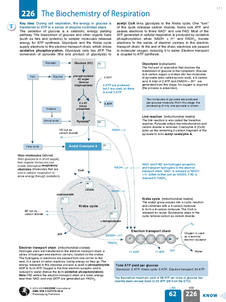 226 The Biochemistry of Respiration | PDF | Cellular Respiration ...
