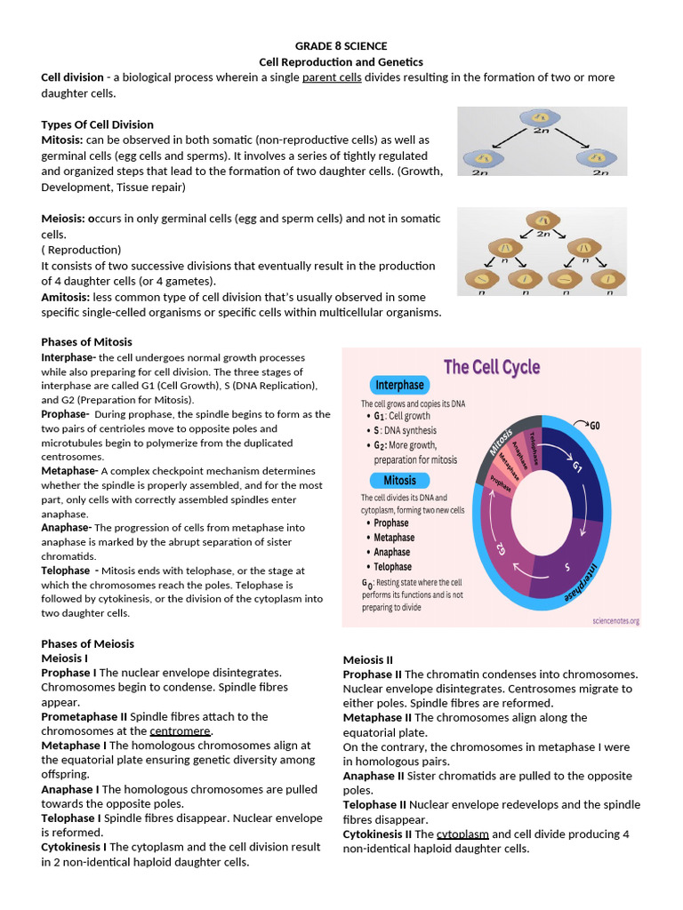 GRADE 8 SCIENCE Lesson 2 3 | PDF | Mitosis | Meiosis