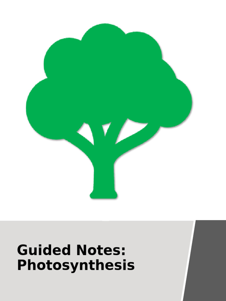 Photosynthesis Guided Notes 2021 | PDF | Adenosine Diphosphate ...