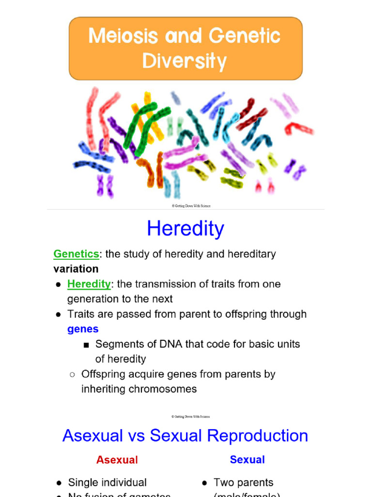 Unit 5 Heredity Review | PDF
