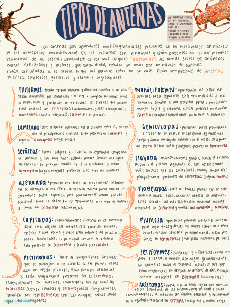 Antenasss? | PDF | Artrópodos | Insectos