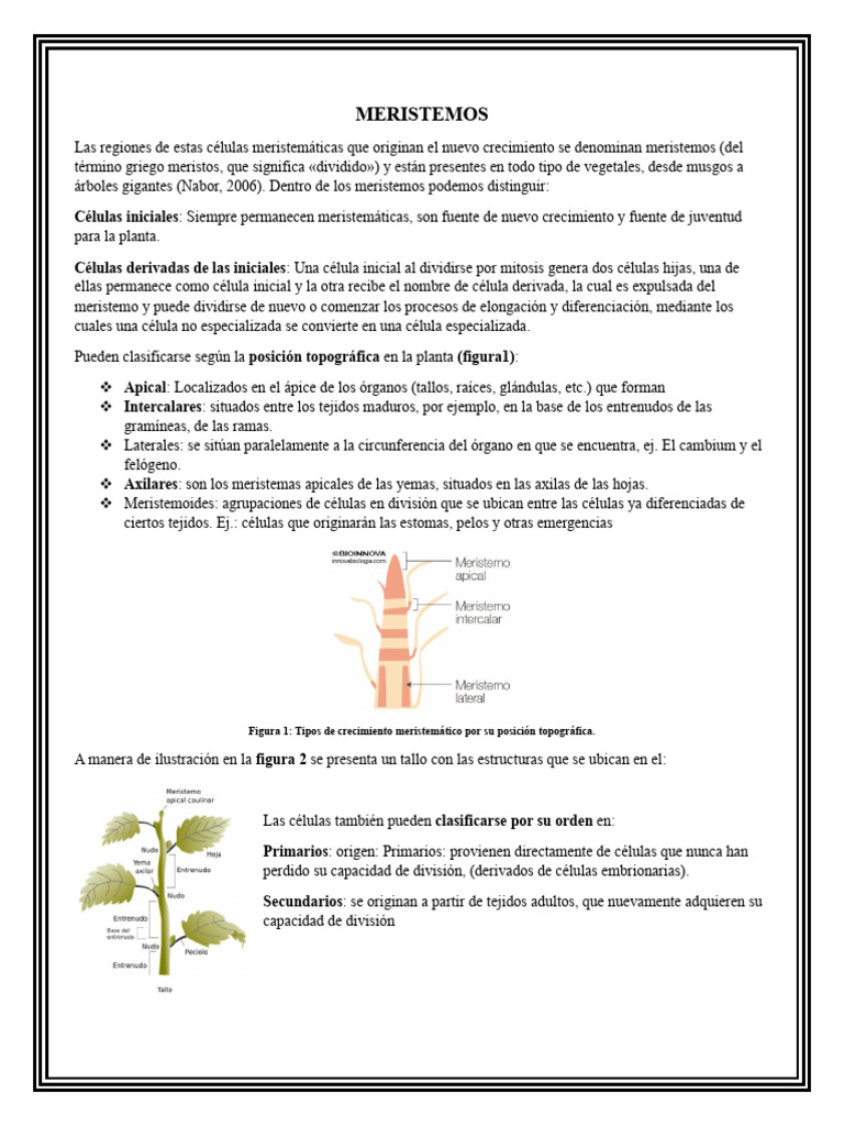 Meristemos: Tipos y Funciones en Plantas | PDF | Tallo de la planta | Raíz