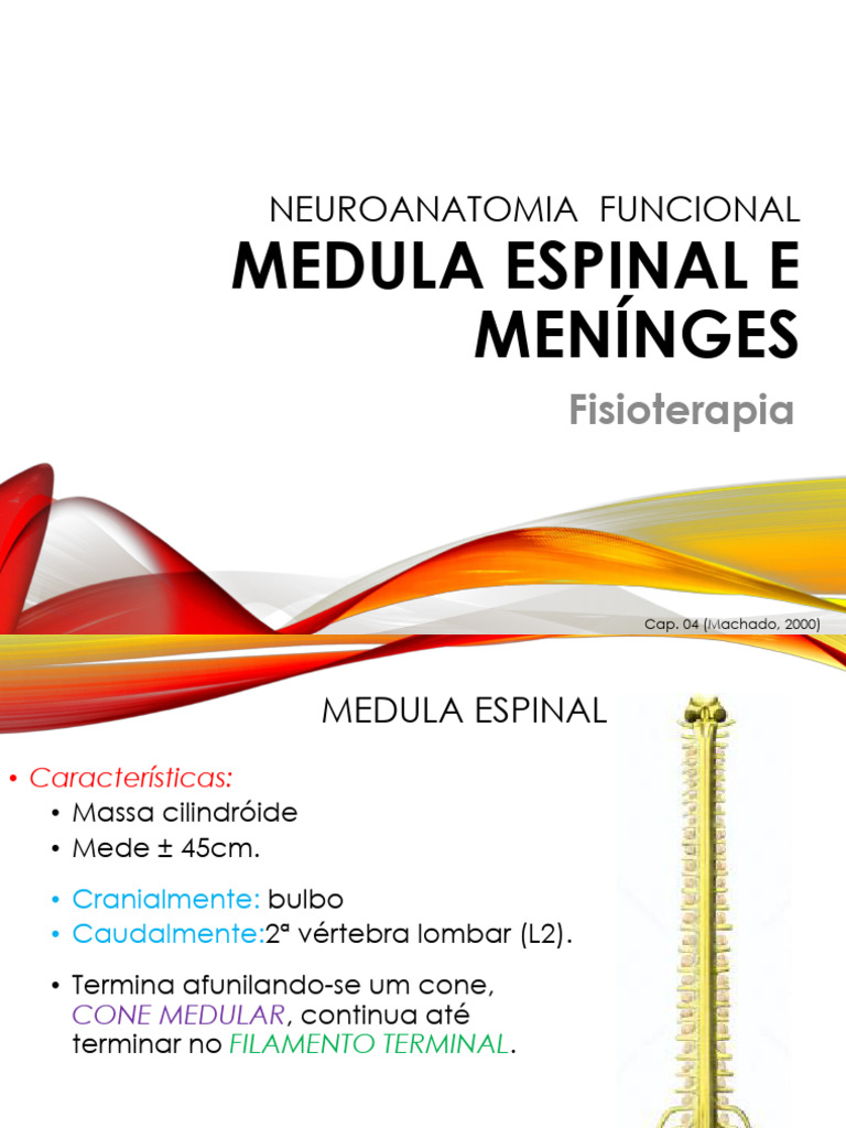 Neuroanatomia Medula Espinal e Meninges | PDF | Medula espinhal ...