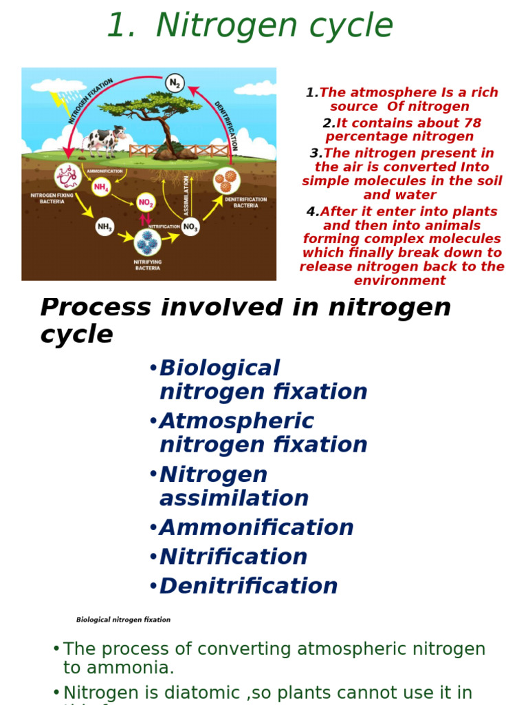 Understanding the Nitrogen Cycle Process | PDF