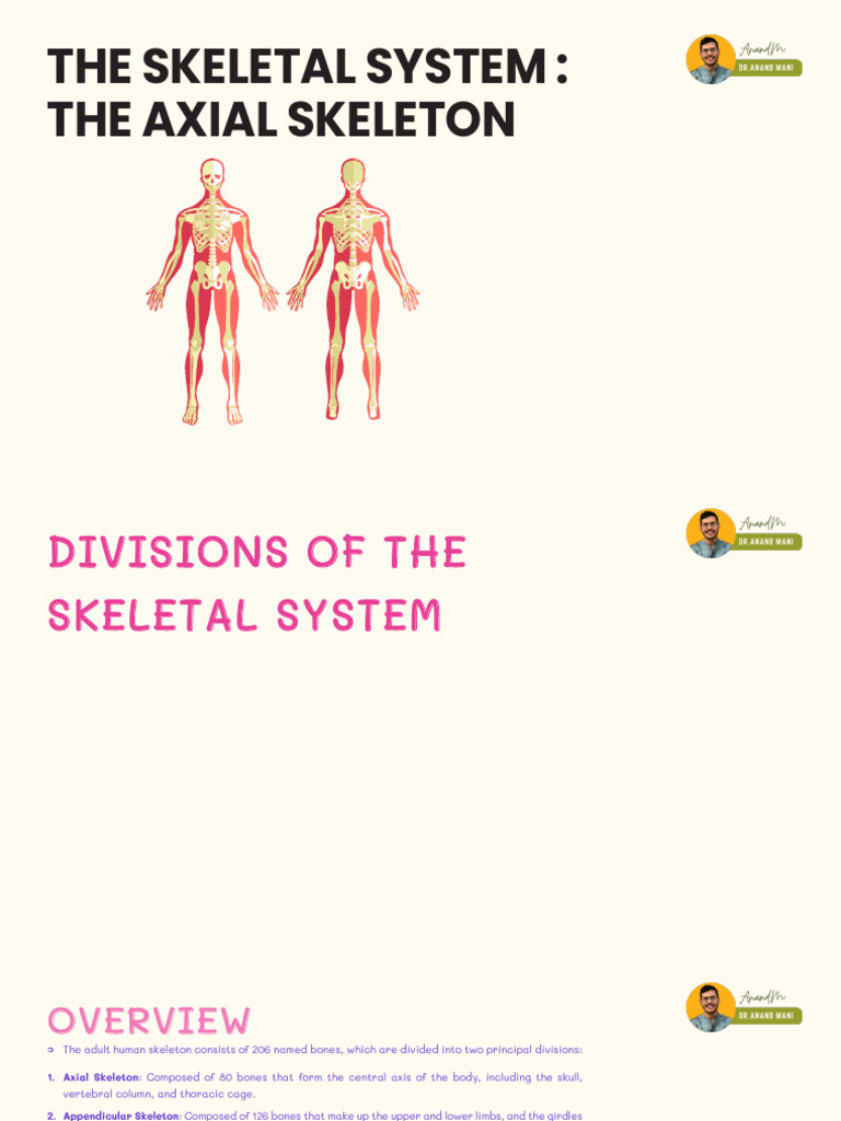 Overview of the Human Skeletal System | PDF | Skull | Skeleton